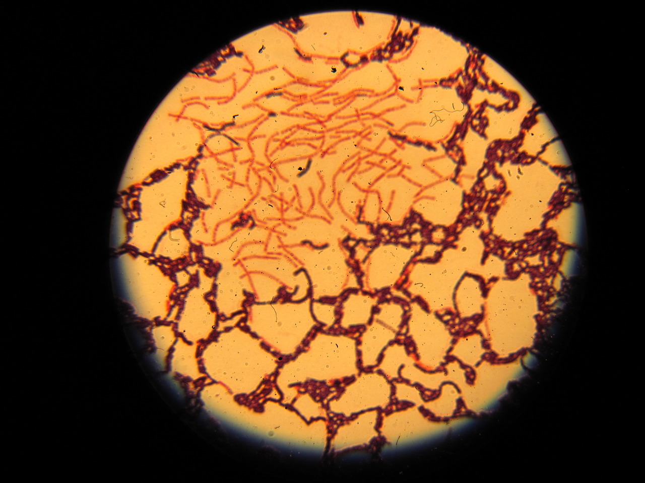 Anna Dumitriu - Med in ArtMed in Art